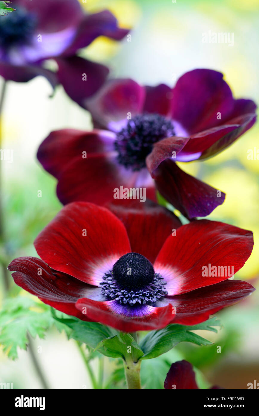 Anemone coronaria ‘bordeaux’ hi-res stock photography and images - Alamy