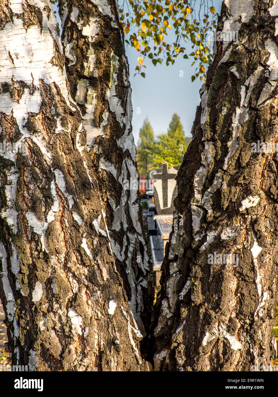 Tombstone cross as seen in the background through three birch trees ...