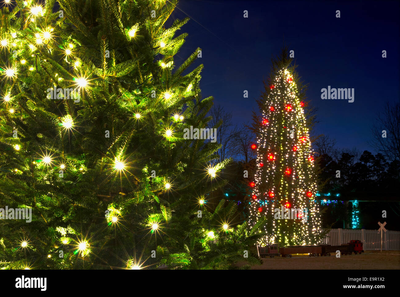 Outdoor Christmas Trees have been decorated with red and white lights ...