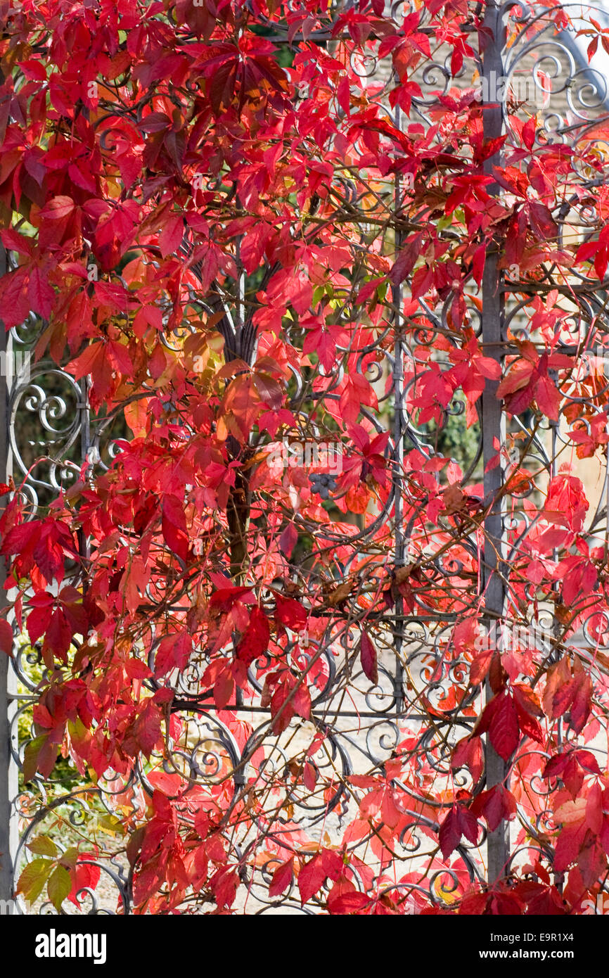 Vibrant red Autumn Leaves growing on a cast iron gate Stock Photo - Alamy