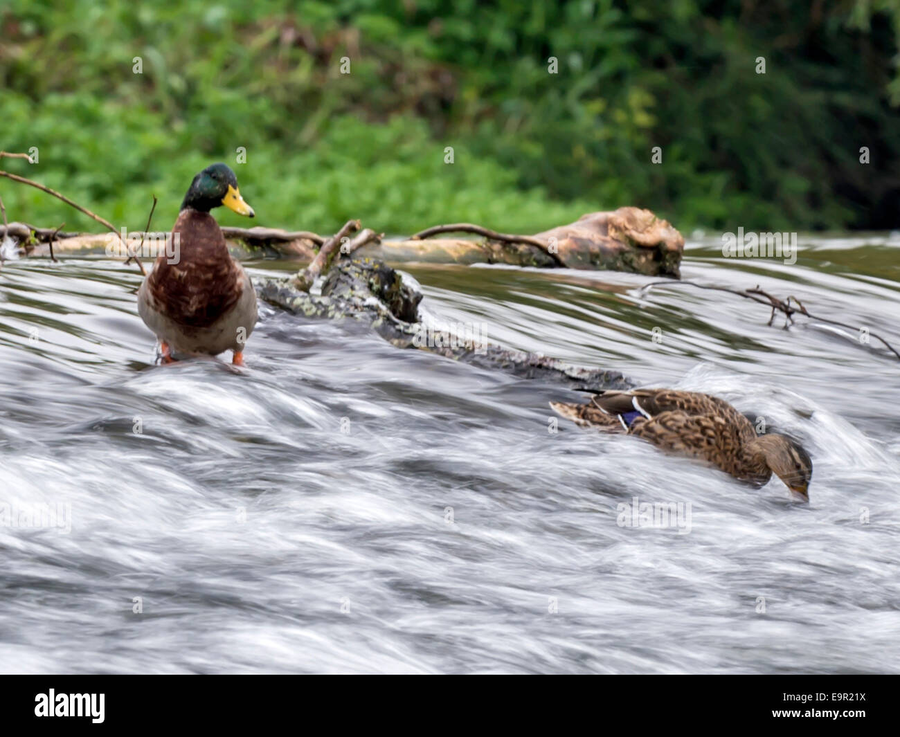 Wild Mallard [Anas platyrhynchos] feeding in natural habitat among ...
