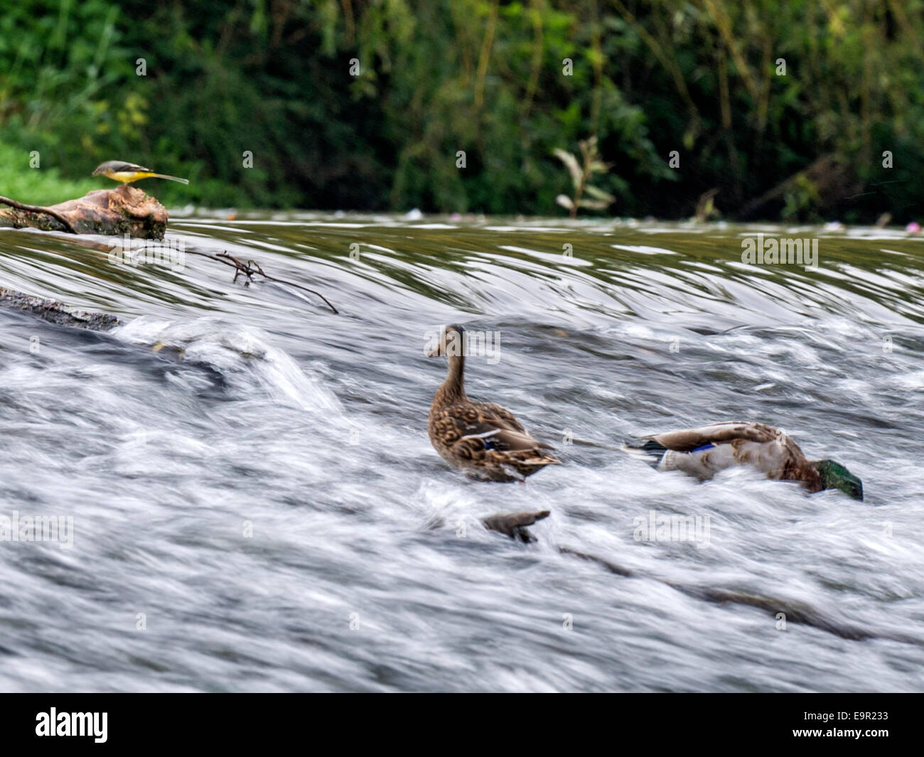 Wild Mallard [Anas platyrhynchos] feeding in natural habitat among ...