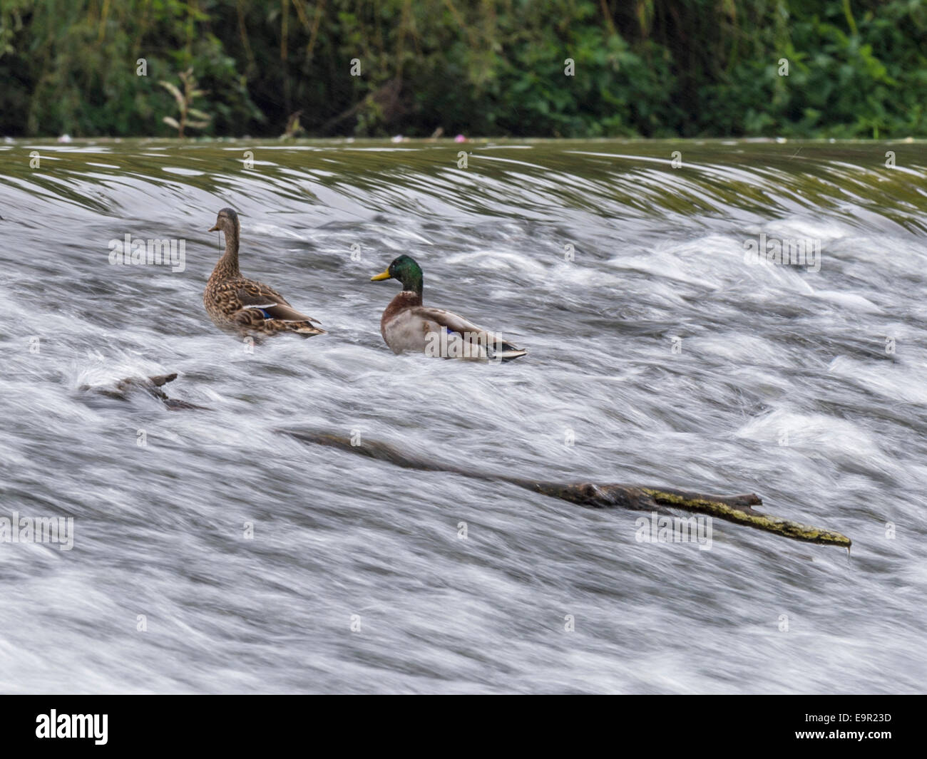 Wild Mallard [Anas platyrhynchos] feeding in natural habitat among ...