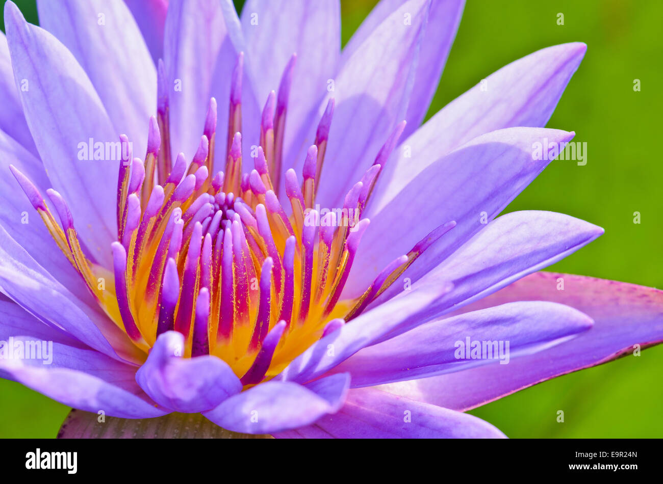 Close up pollen of purple lotus ( Nymphaea Nouchali ) , Beautiful ...
