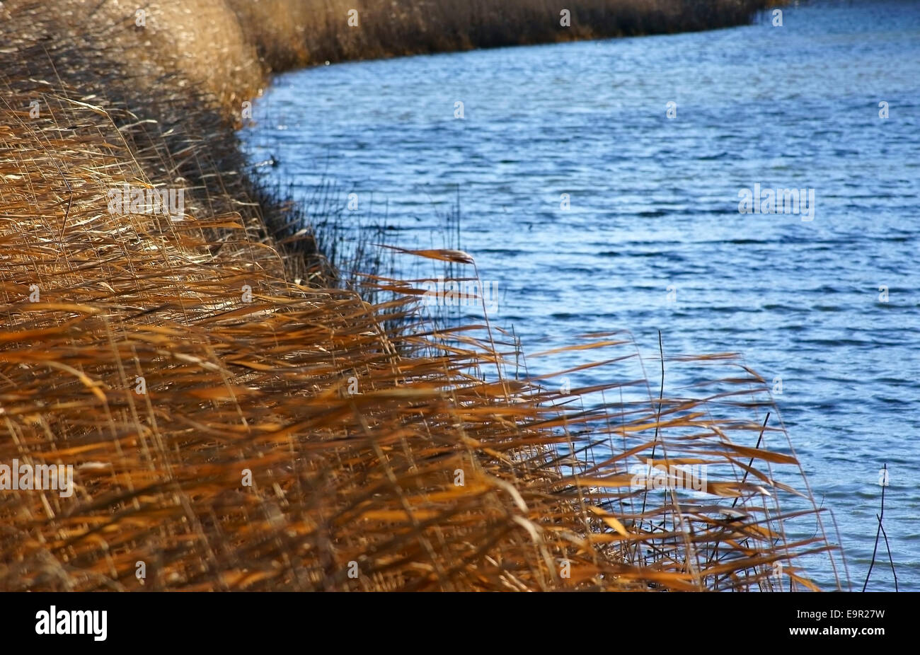 Reeds in the wind Stock Photo - Alamy