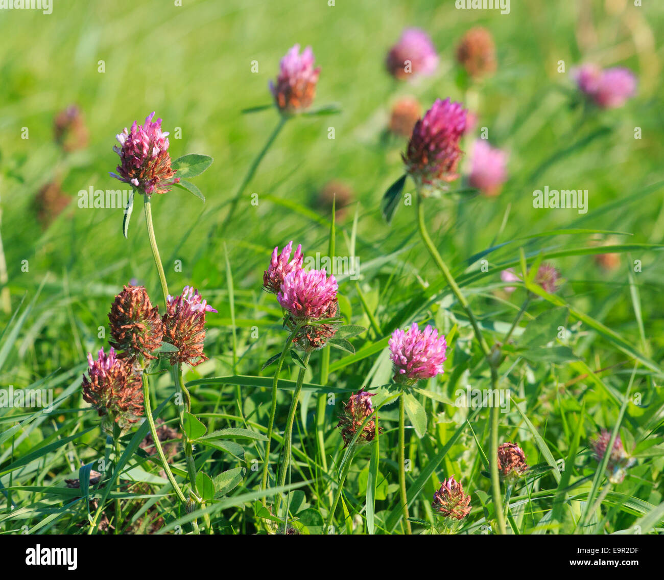 Garden red clover lawn hi-res stock photography and images - Alamy