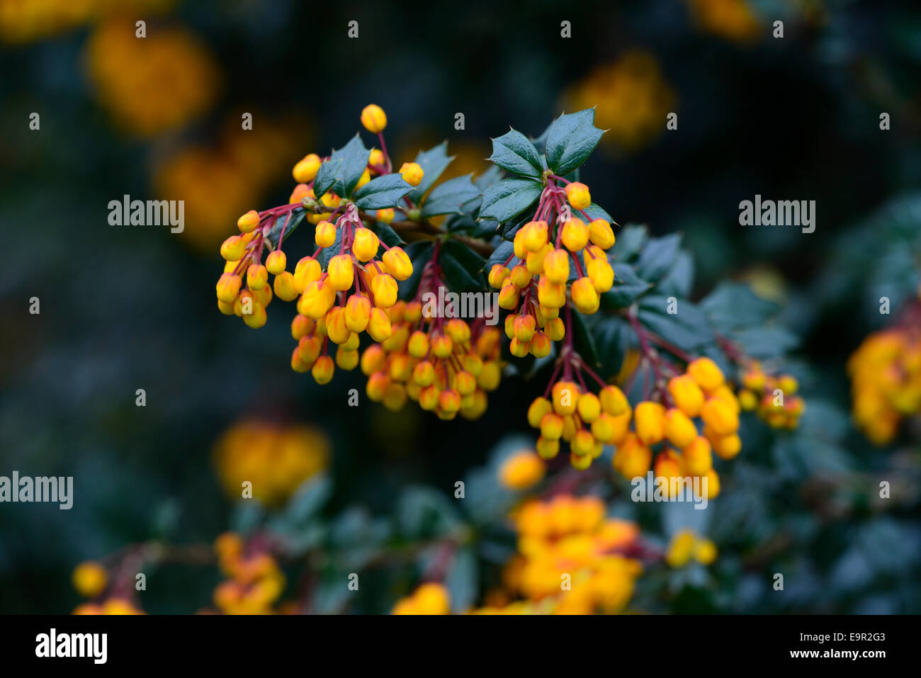 berberis darwinii compacta orange flowers flower evergreens shrubs ...