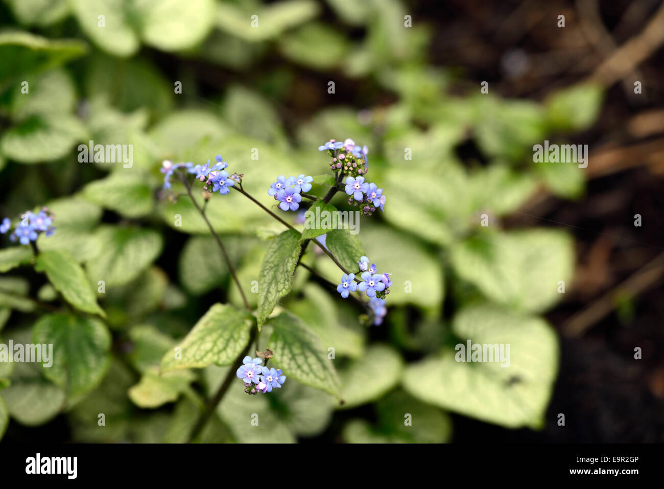 Brunnera Variegata High Resolution Stock Photography and Images - Alamy
