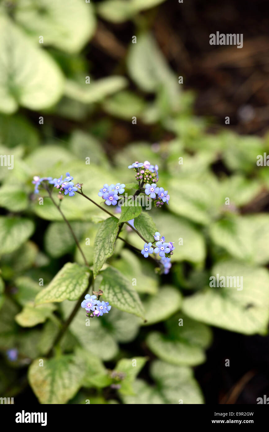 Brunnera variegata hi-res stock photography and images - Alamy