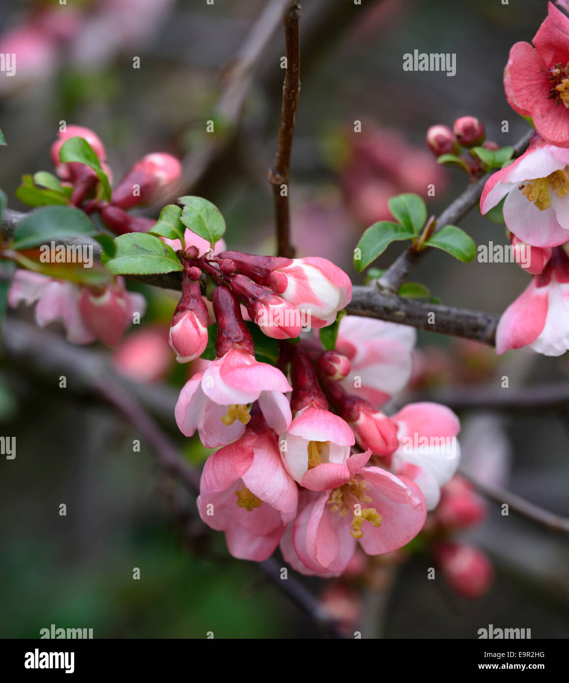 chaenomeles speciosa moerloosei Flowering quince cultivar hardy shrub ...