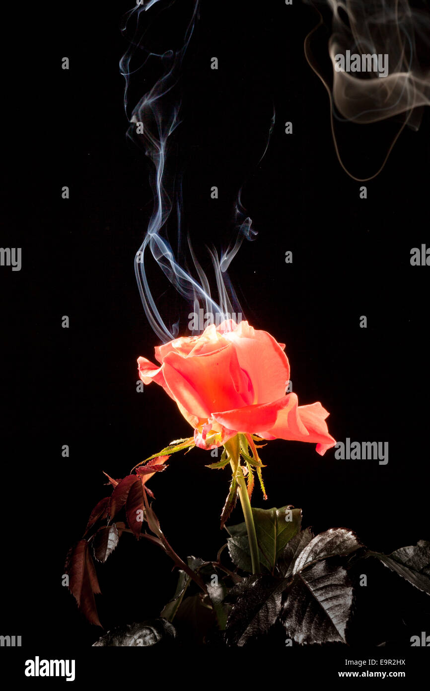 Burn flame fire hi-res stock photography and images - Alamy