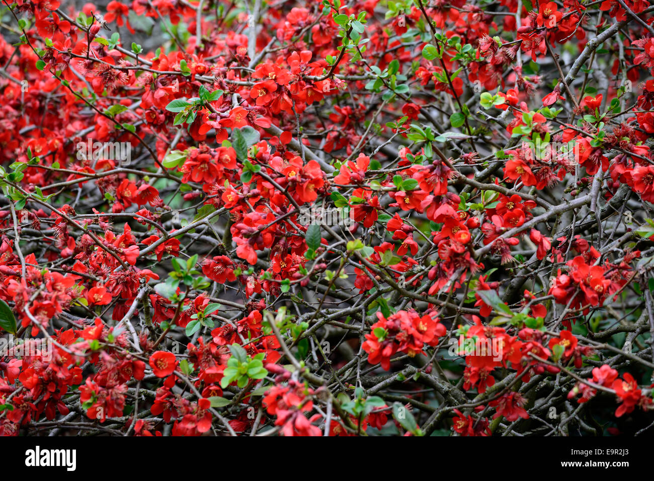 chaenomeles superba boule de feu Flowering quince cultivar hardy shrub ...