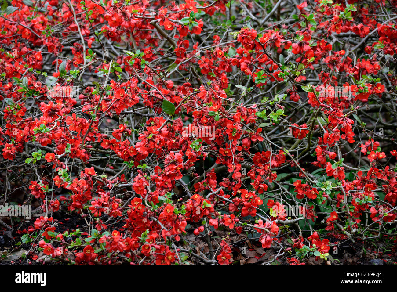 chaenomeles superba boule de feu Flowering quince cultivar hardy shrub ...