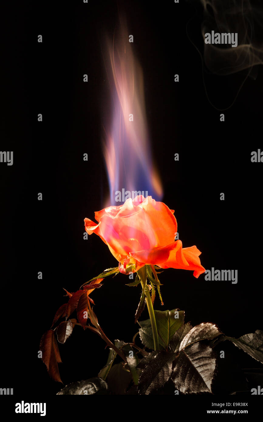 Fire rose hi-res stock photography and images - Alamy