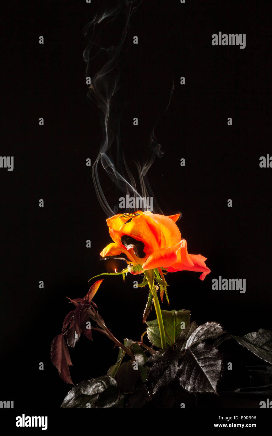 Burning rose hi-res stock photography and images - Alamy