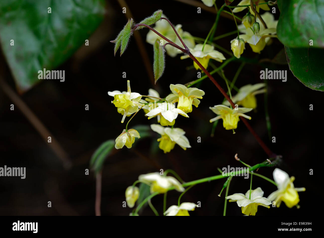 epimedium x versicolor sulphureum yellow flowers woodland perennials ...