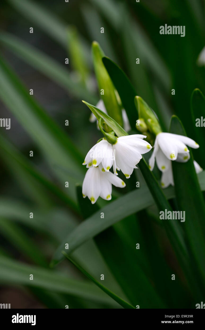 Leucojum aestivum Gravetye Giant Summer snowflake flowers small bell ...