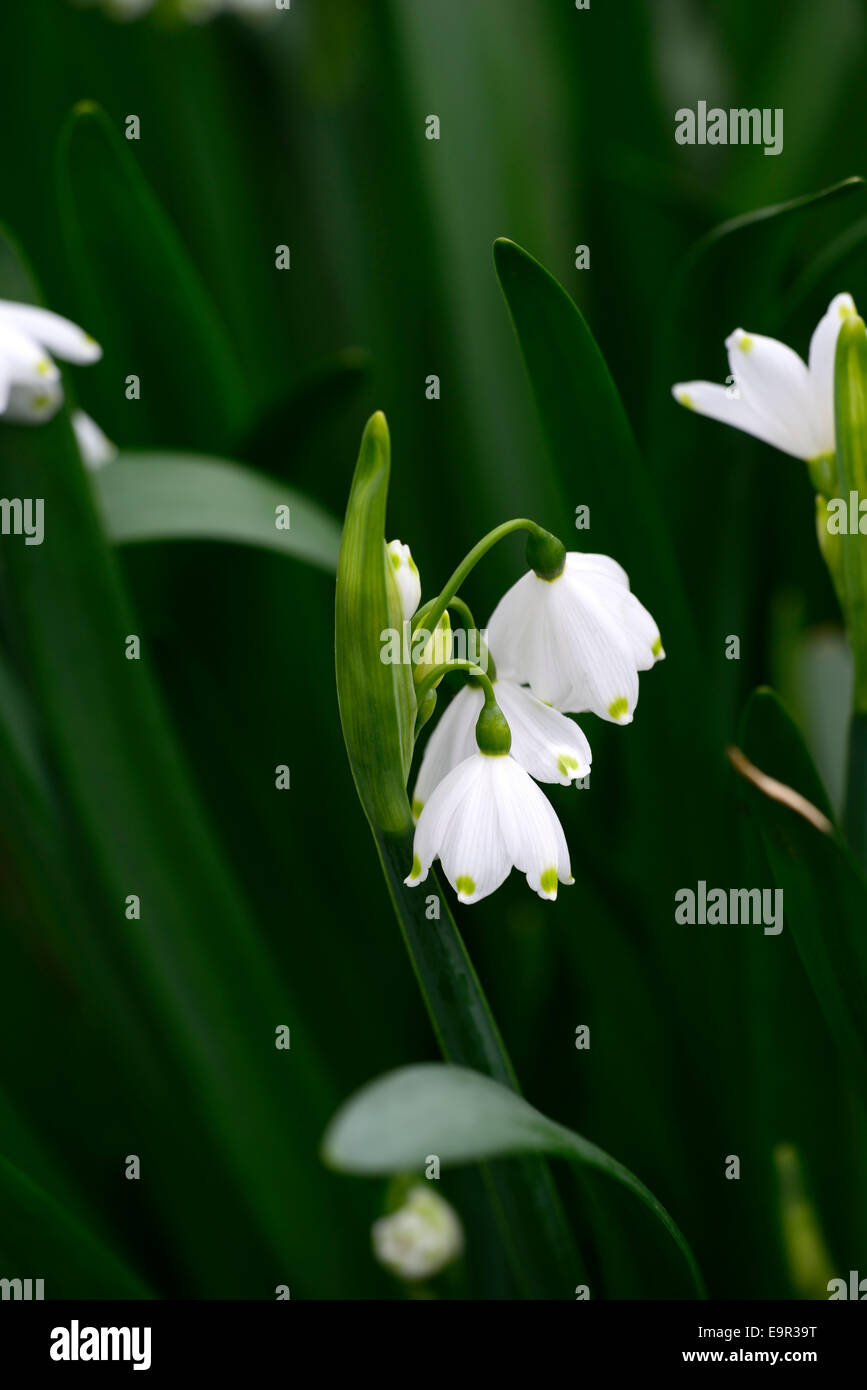 Leucojum aestivum gravetye giant hi-res stock photography and images ...