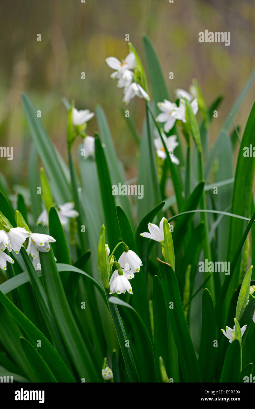 Leucojum aestivum Gravetye Giant Summer snowflake flowers small bell ...