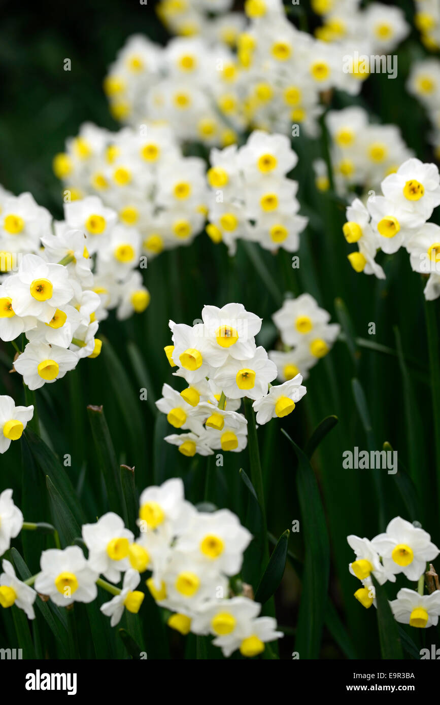 Multi headed flowers hi-res stock photography and images - Alamy