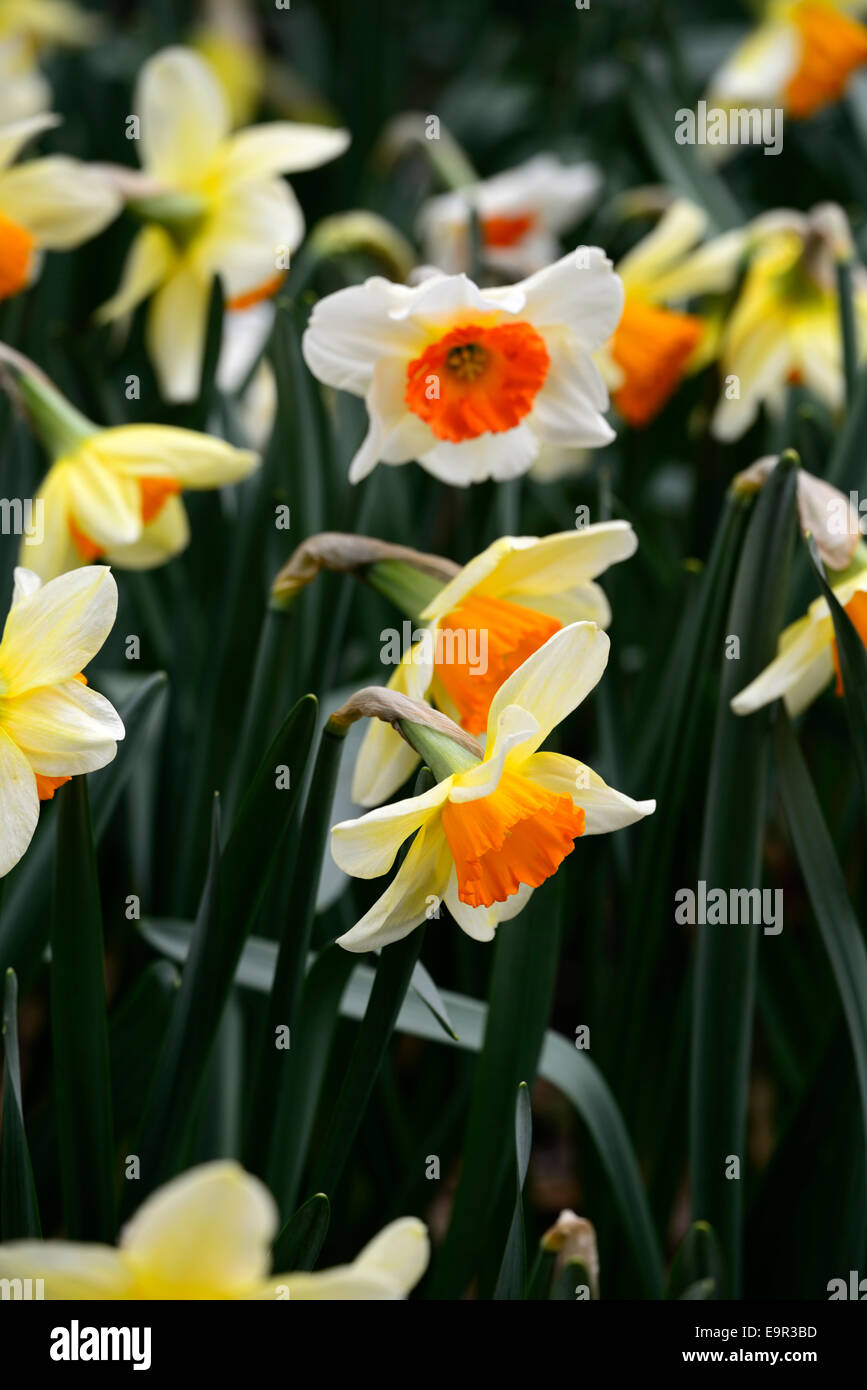 narcissus barrett browning yellow orange daffodil flower bloom blossom ...