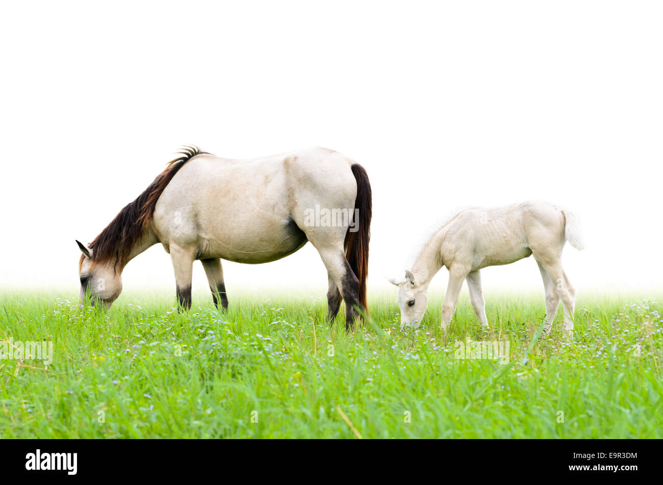 Horse mare and foal in a field of grass on white background Stock Photo ...