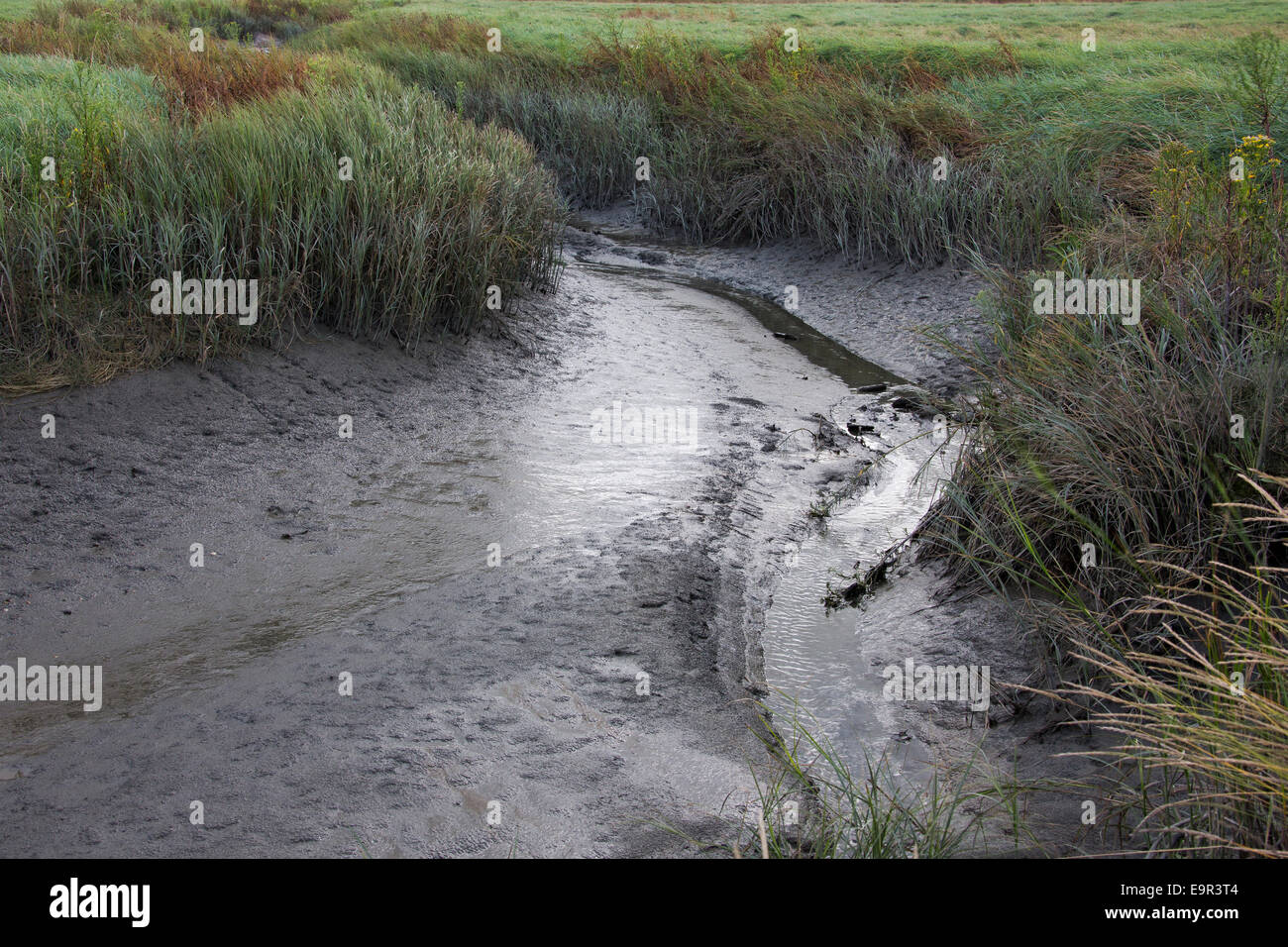Drowned land hi-res stock photography and images - Alamy