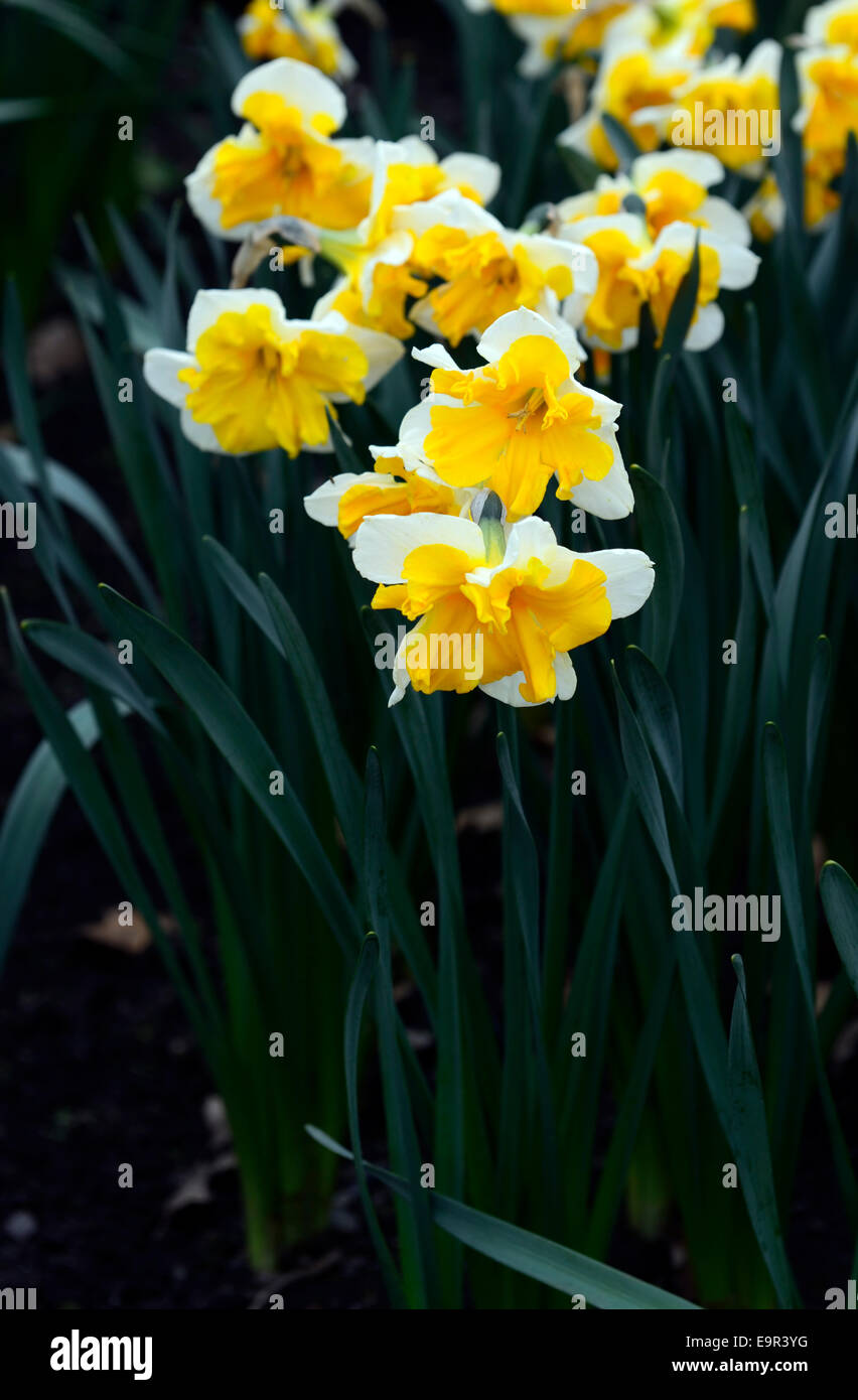 narcissus orangery split cupped corona orange yellow white plant ...