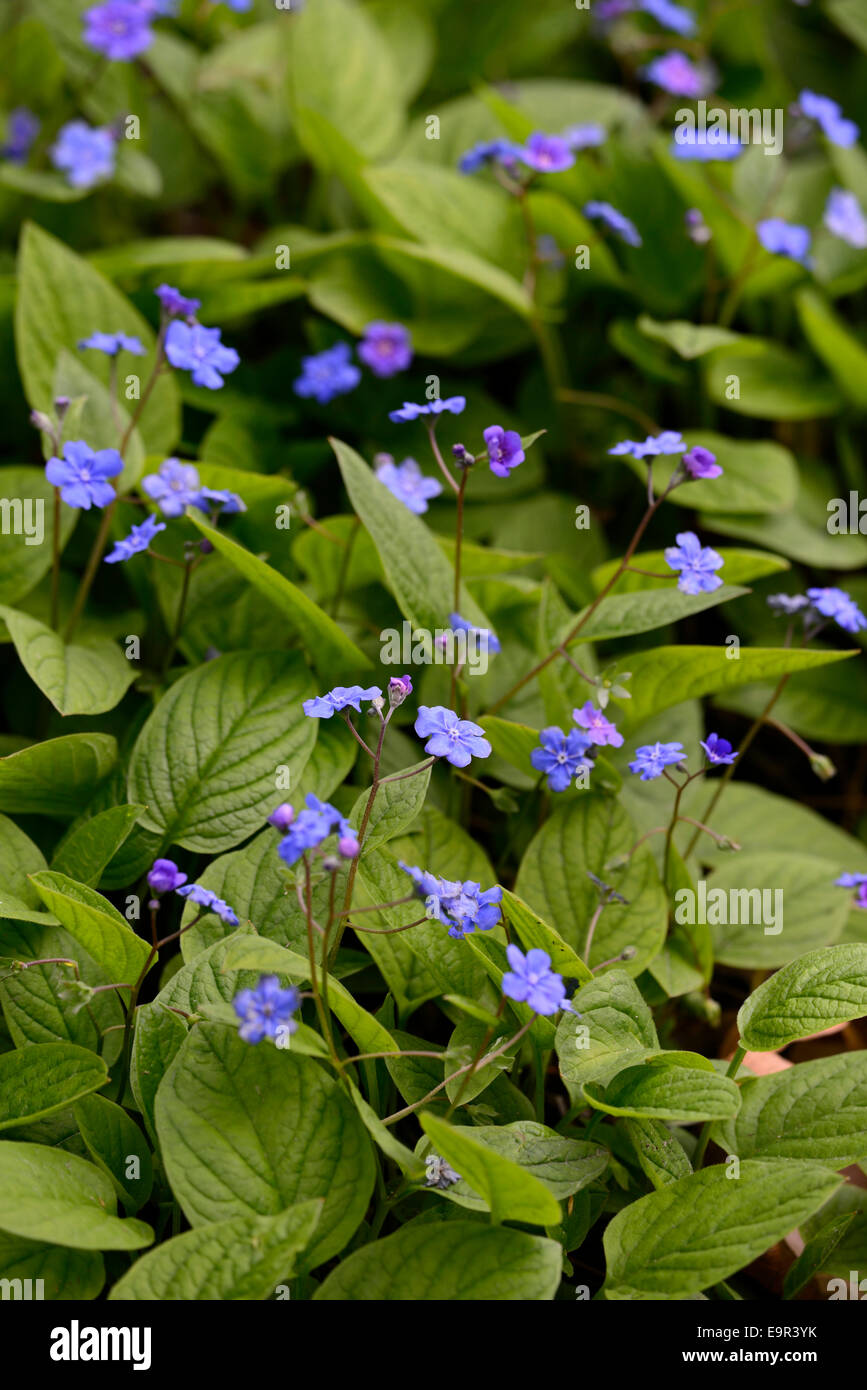 Omphalodes verna Blue eyed Mary flower flowering flowers groundcover ...