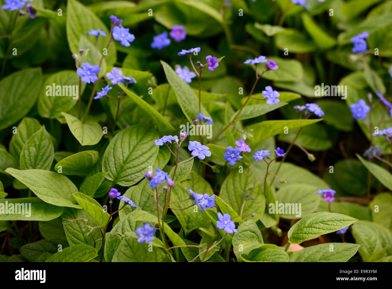 Omphalodes verna Blue eyed Mary flower flowering flowers groundcover ...