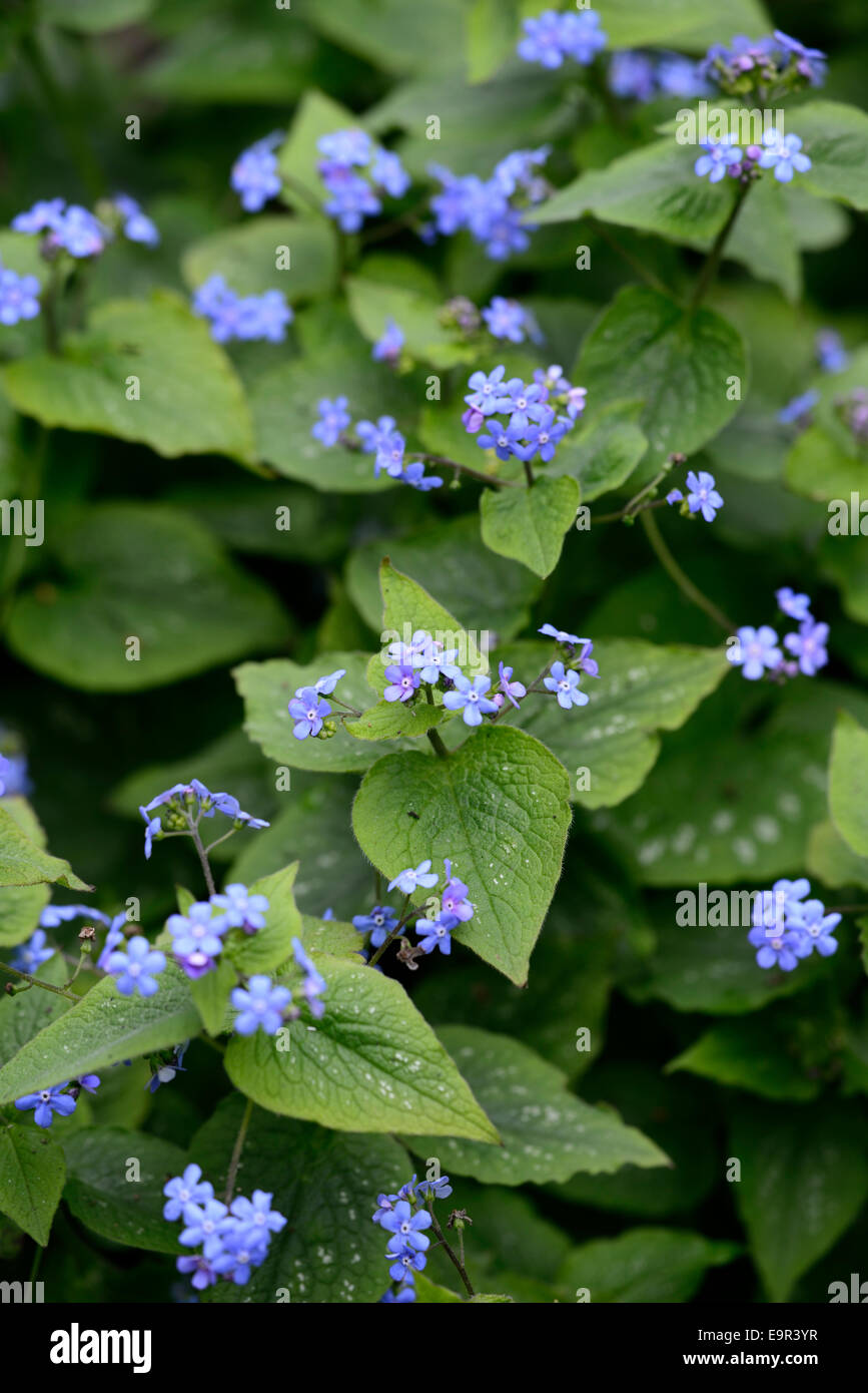 Omphalodes verna Blue eyed Mary flower flowering flowers groundcover ...