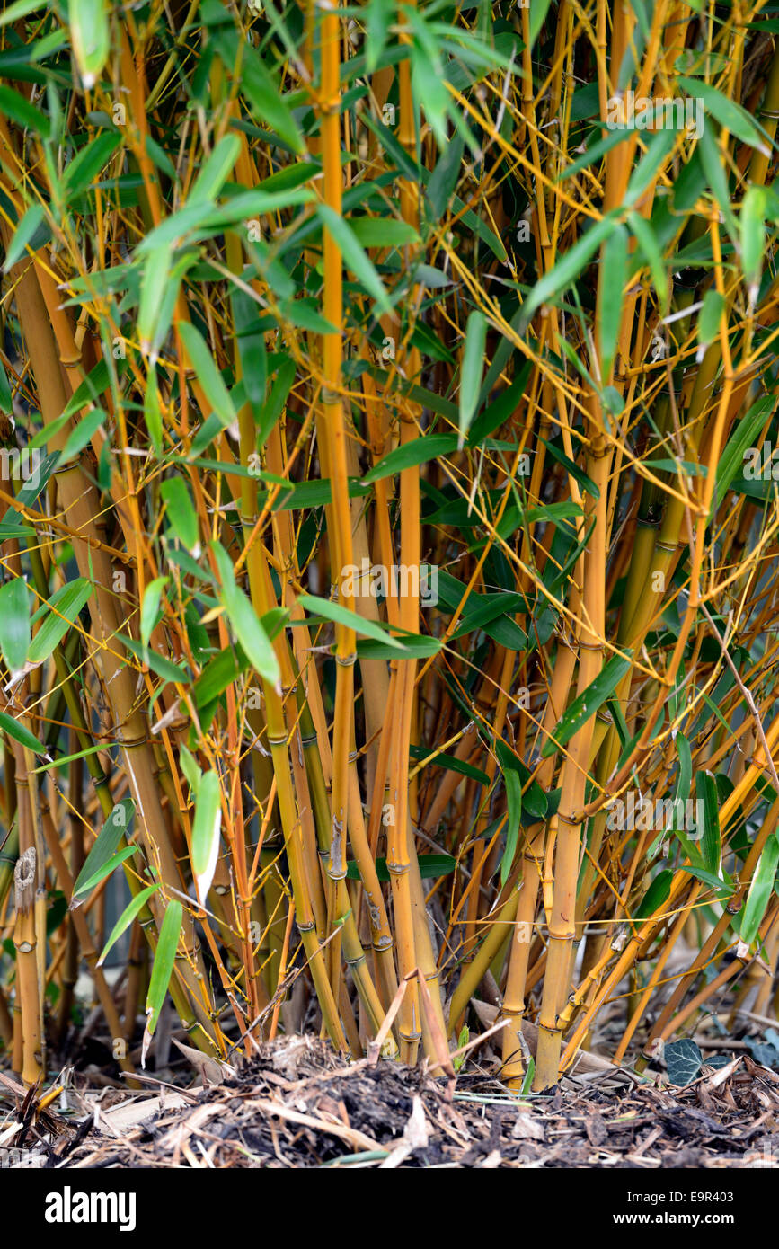 phyllostachys aureosulcata bamboo golden yellow bronze China clump ...