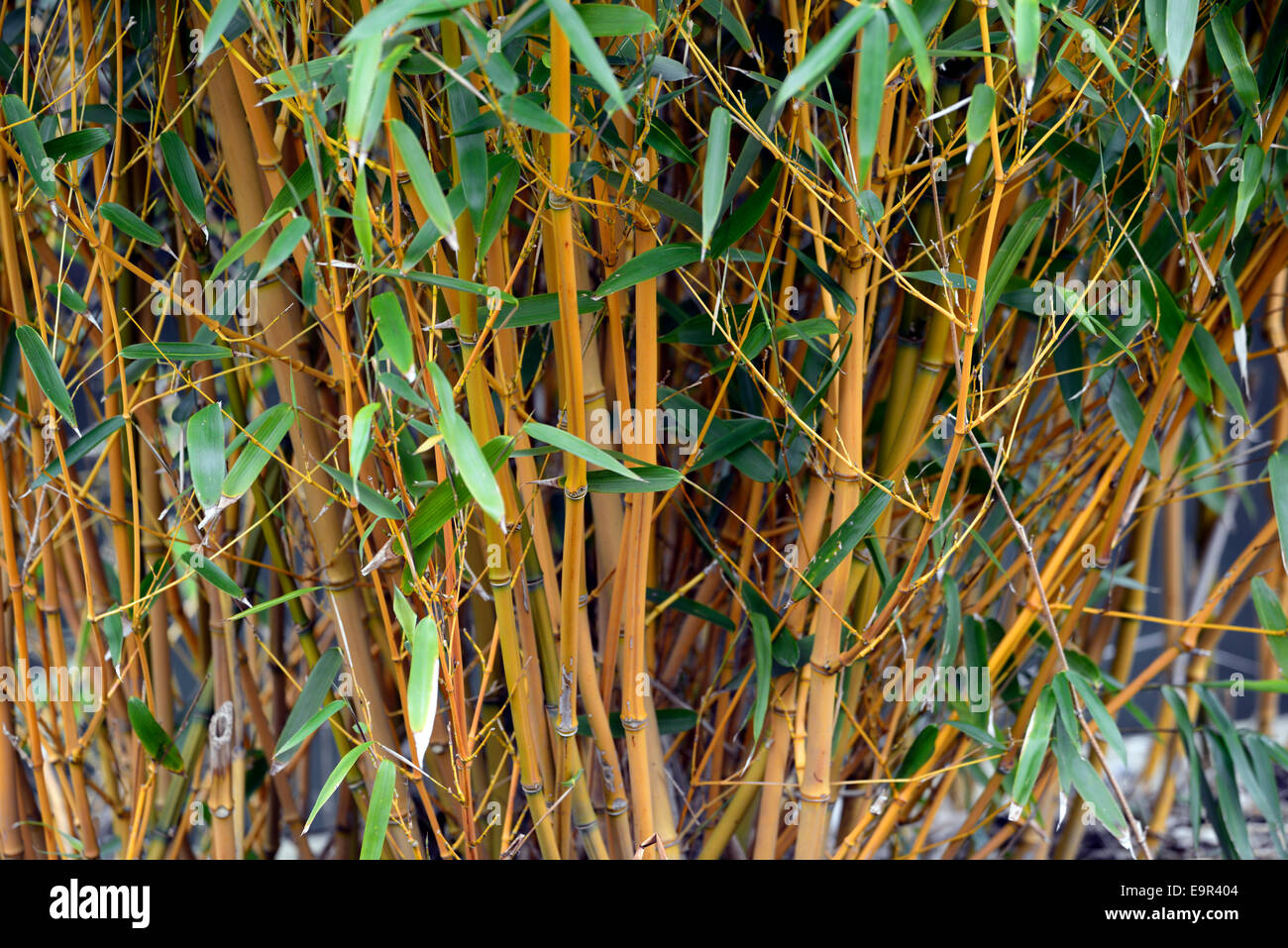 phyllostachys aureosulcata bamboo golden yellow bronze China clump ...