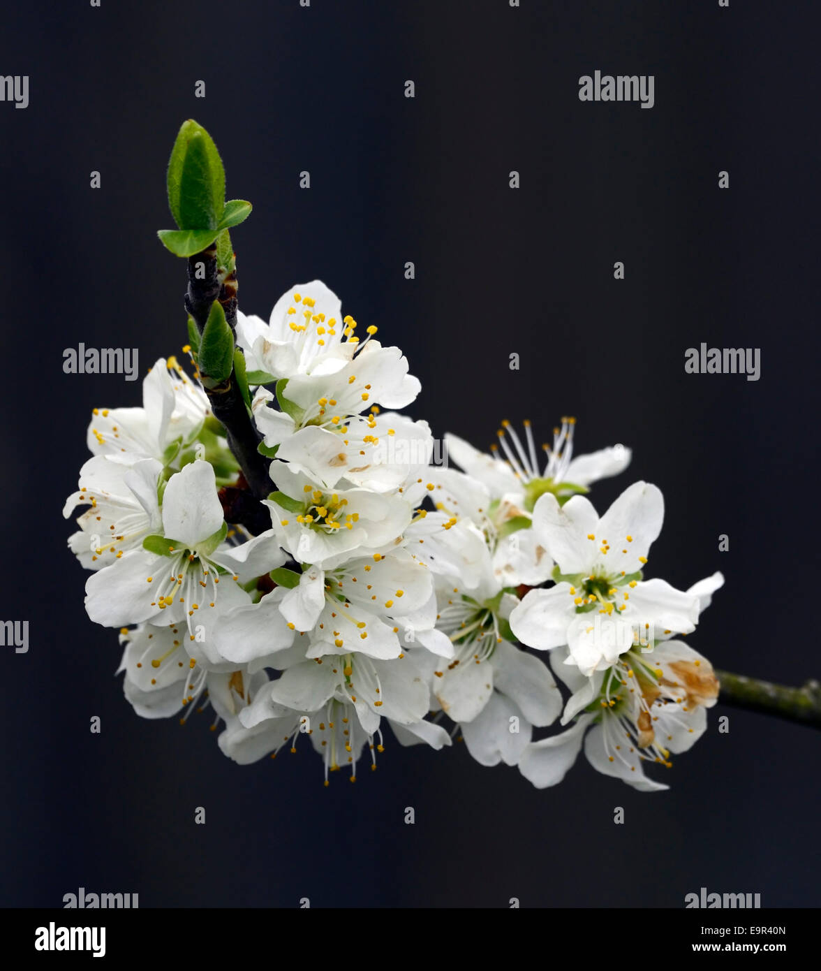 prunus domestica opal blossom damson flower plum spring white flowers ...