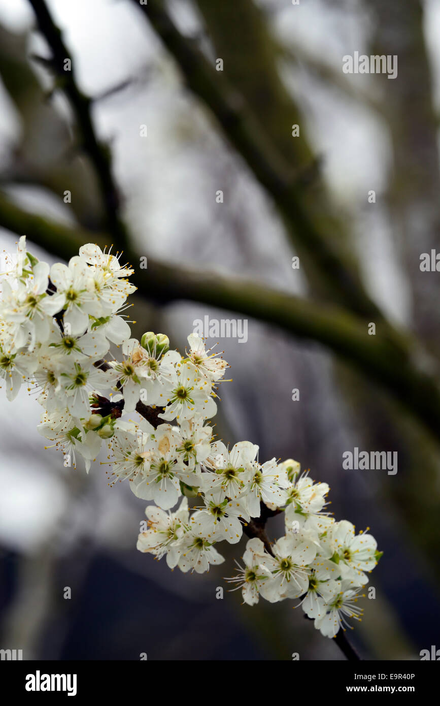 Oullins golden gage plum hi-res stock photography and images - Alamy