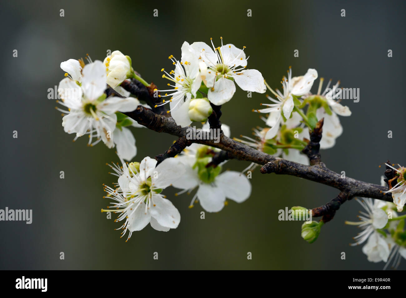 prunus domestica oullins golden gage blossom damson flower plum spring ...