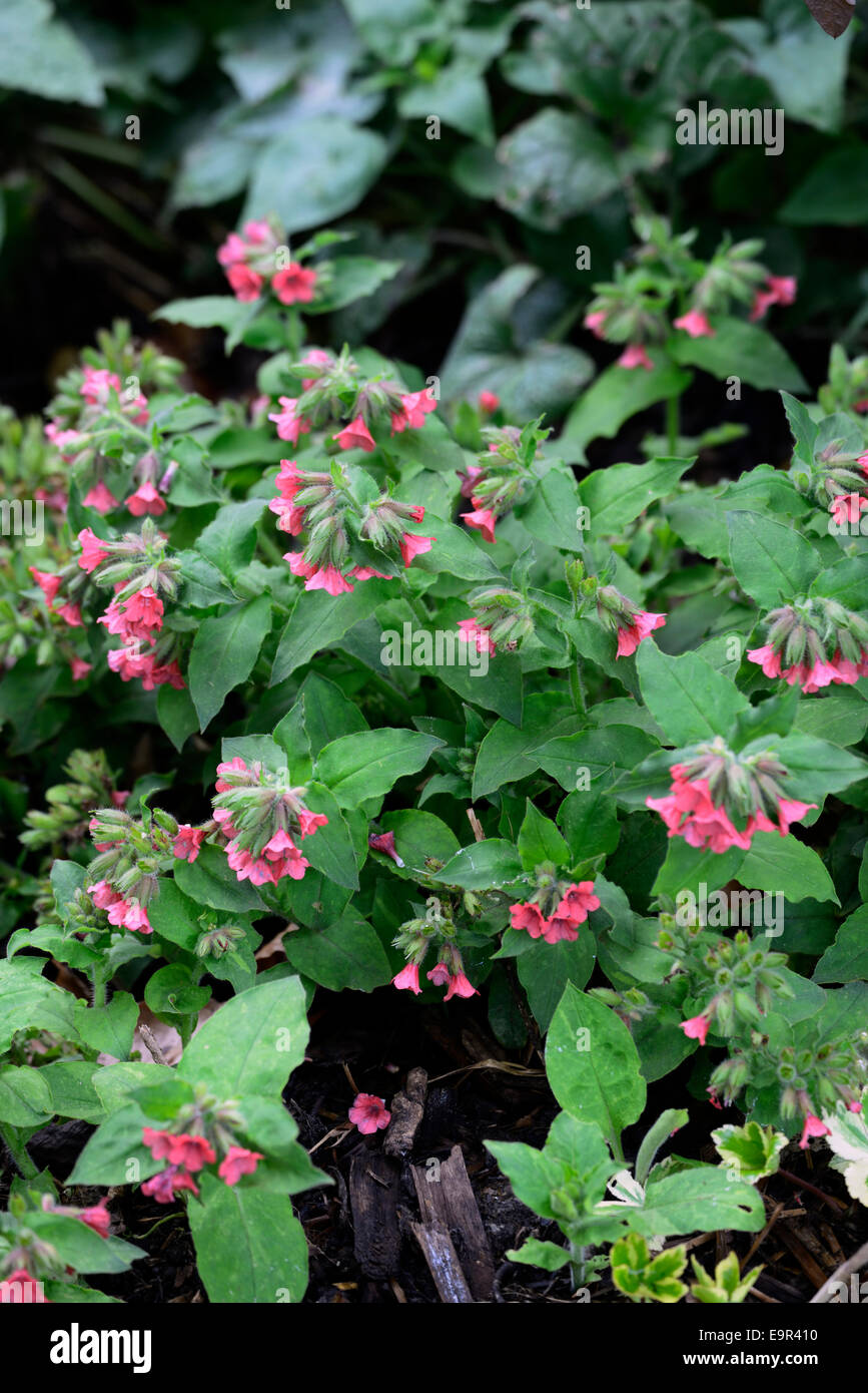 pulmonaria rubra bowles red lungwort closeup plant portraits perennials ...