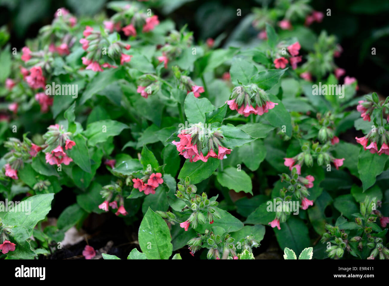Pulmonaria rubra bowles red hi-res stock photography and images - Alamy