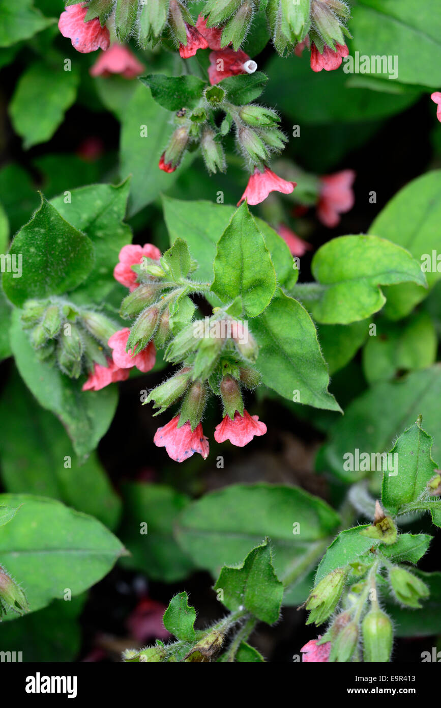 pulmonaria rubra bowles red lungwort closeup plant portraits perennials ...