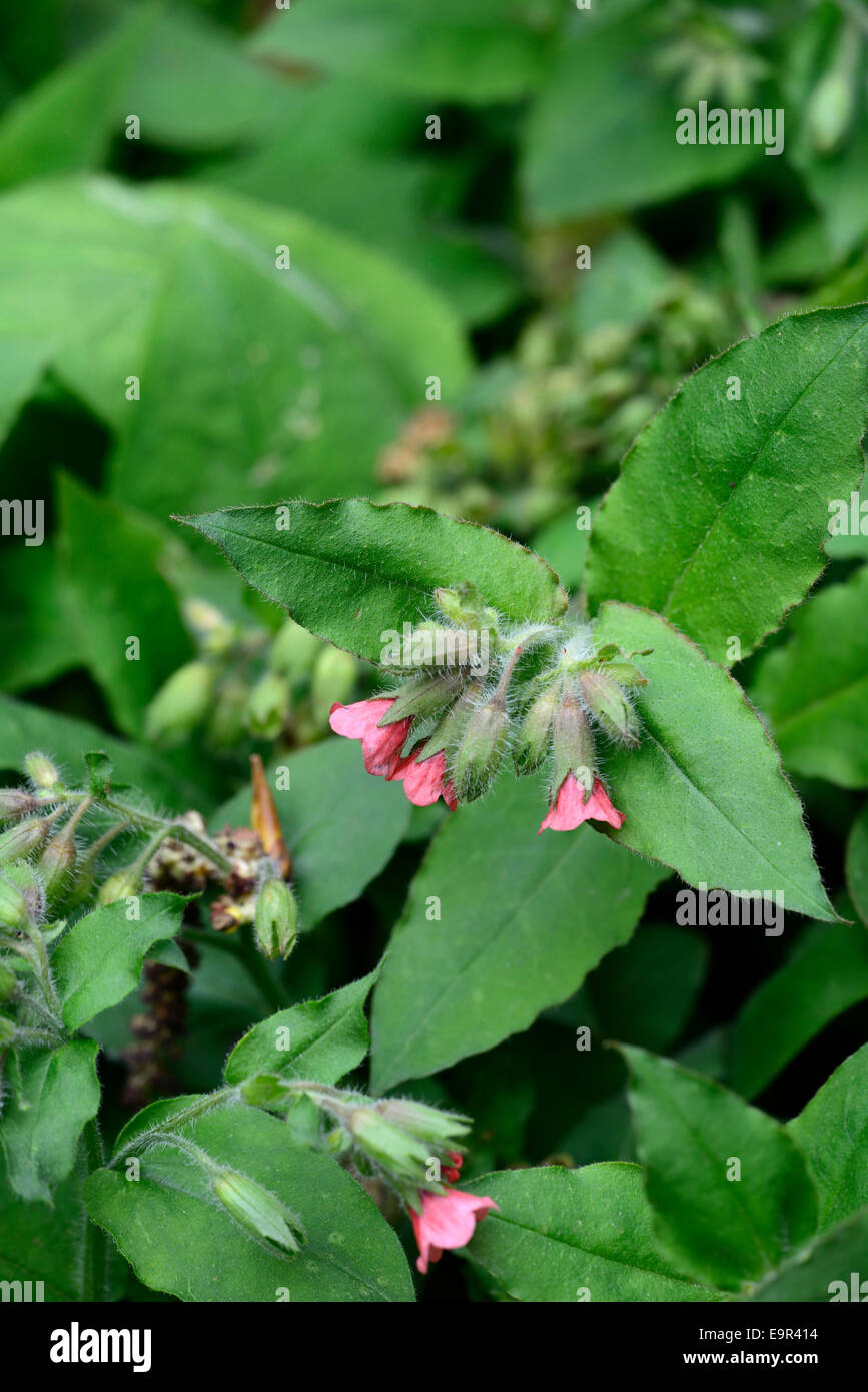 pulmonaria rubra bowles red lungwort closeup plant portraits perennials ...