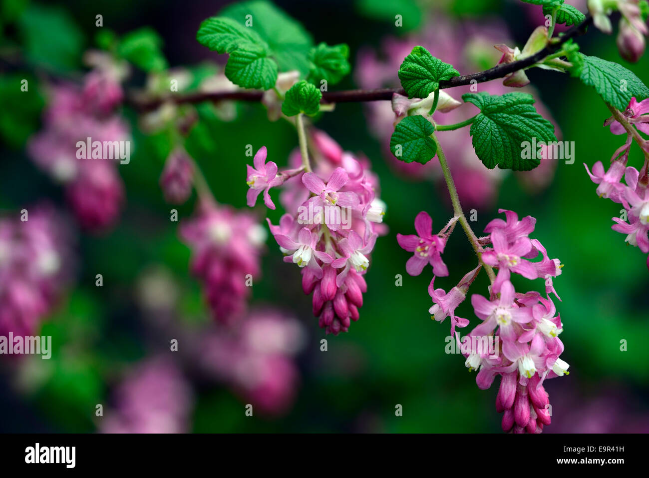 red flowering currant Ribes sanguineum flowers in spring deciduous ...