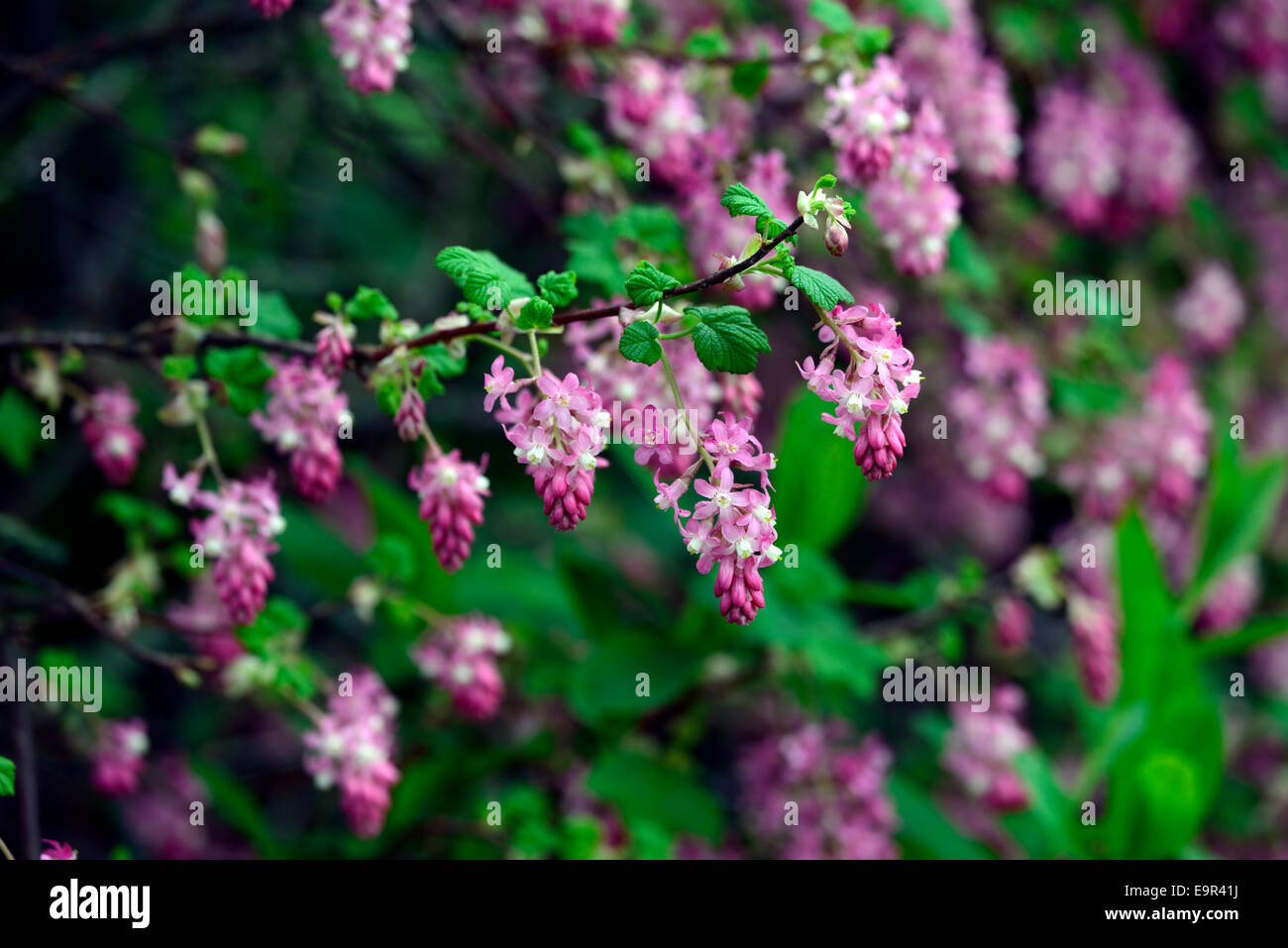 red flowering currant Ribes sanguineum flowers in spring deciduous ...