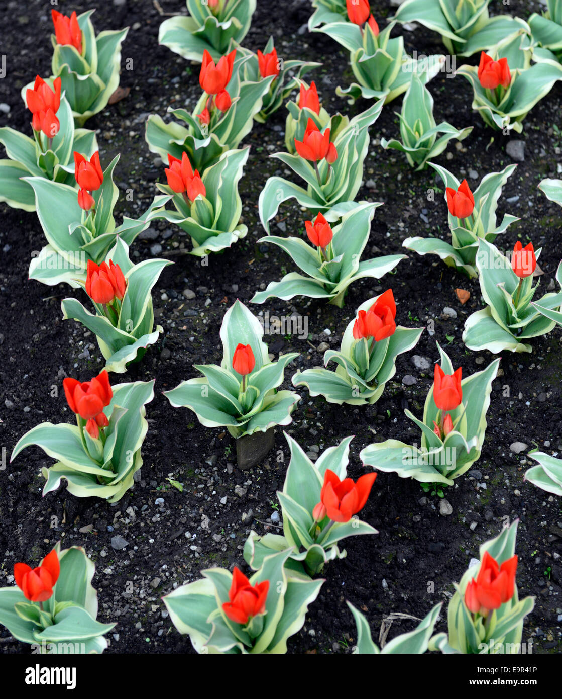 Variety of colour hi-res stock photography and images - Alamy