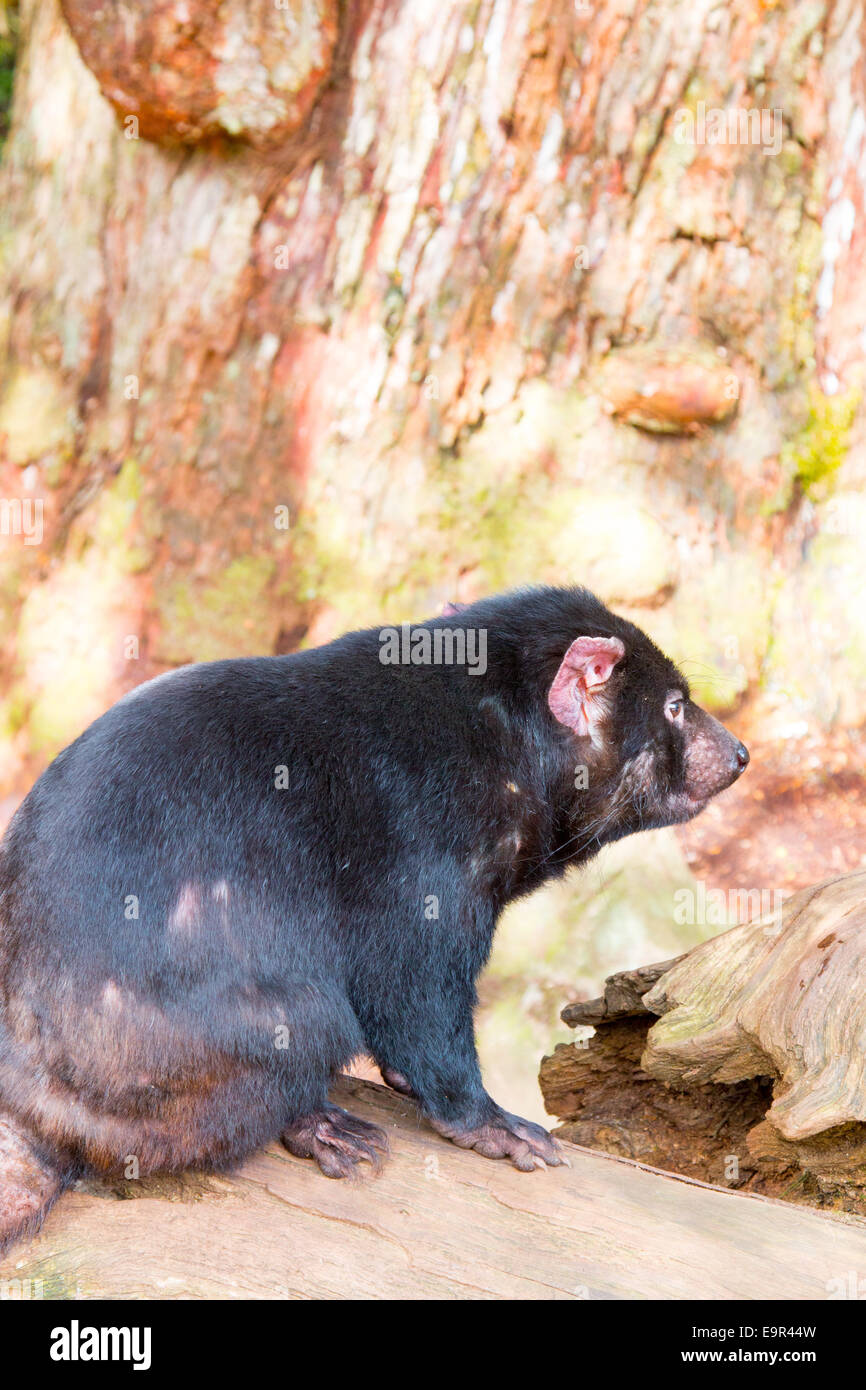 rare and endangered Tasmanian devil in north east Tasmania,Australia ...