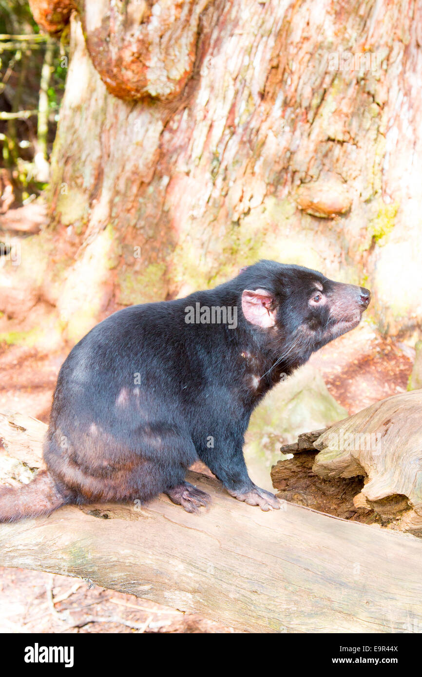 rare and endangered Tasmanian devil in north east Tasmania,Australia ...
