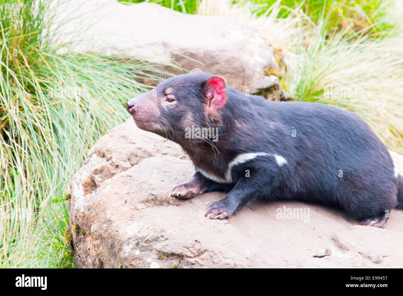rare and endangered Tasmanian devil in north east Tasmania,Australia ...