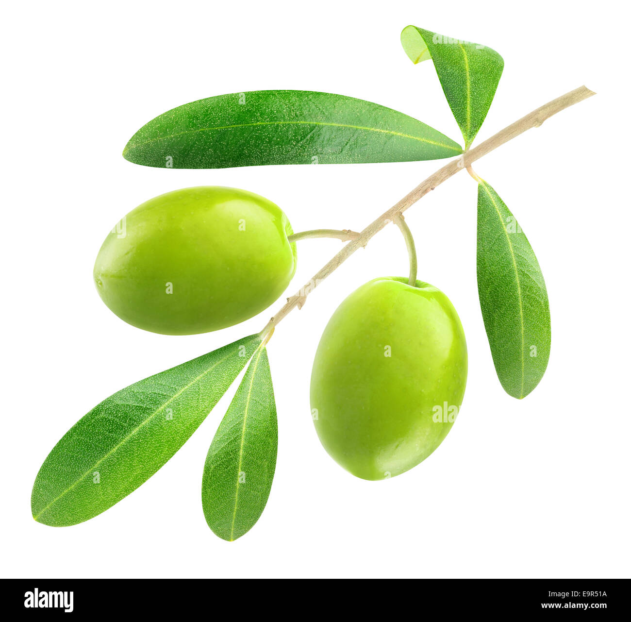 Olive branch isolated hi-res stock photography and images - Alamy