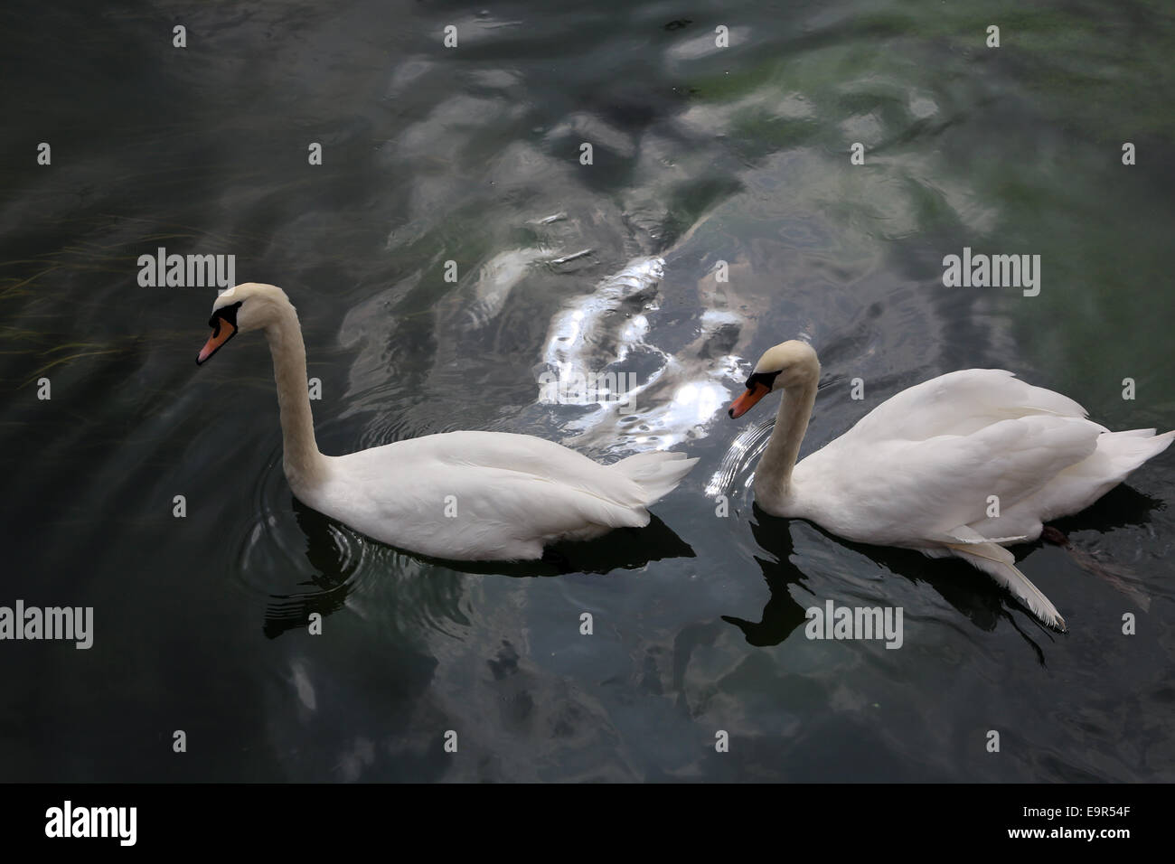 Italy birds hi-res stock photography and images - Alamy