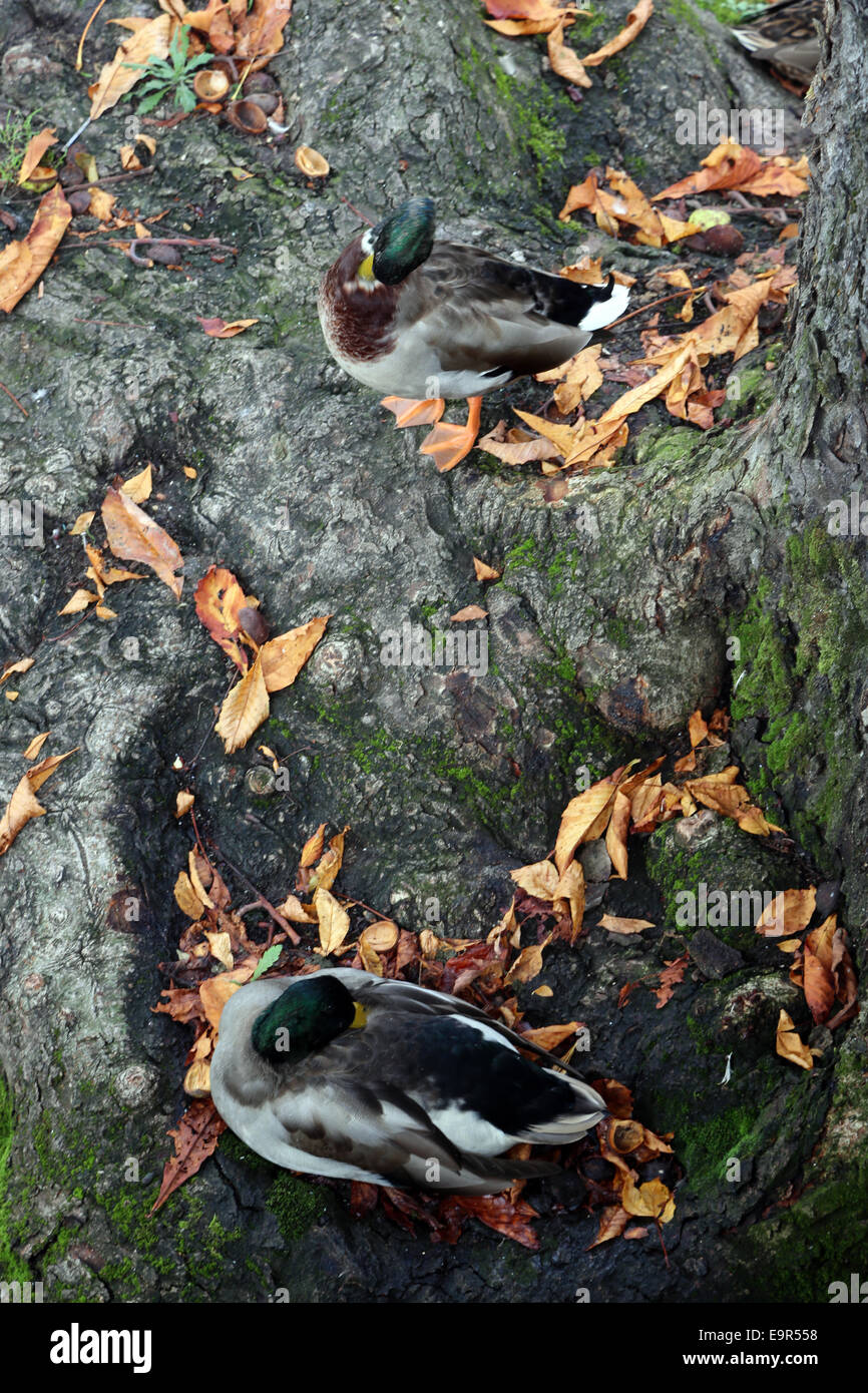 Greece, ducks, lake Stock Photo - Alamy