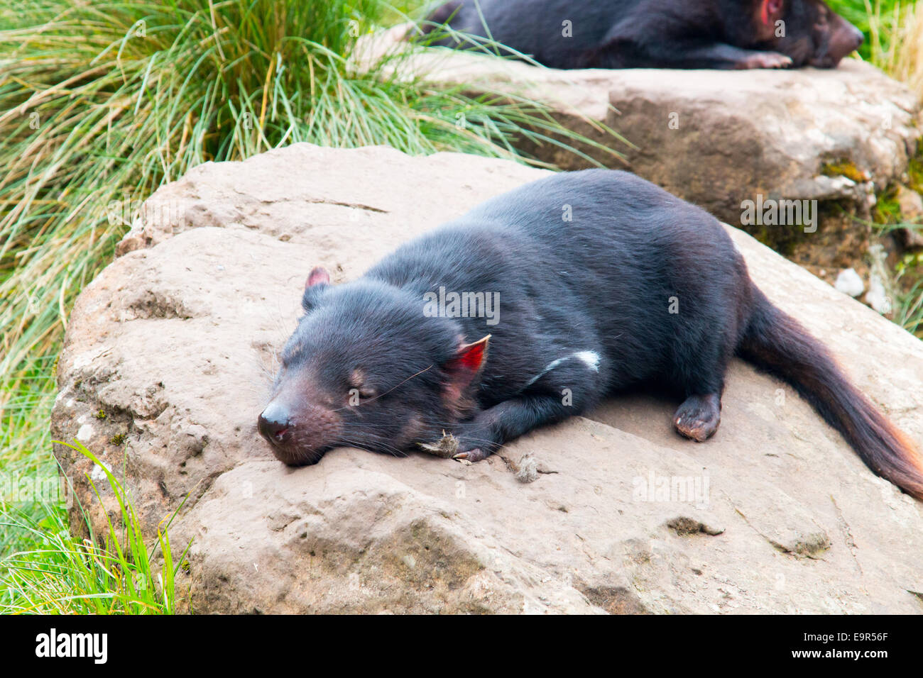 rare and endangered Tasmanian devil in north east Tasmania,Australia ...